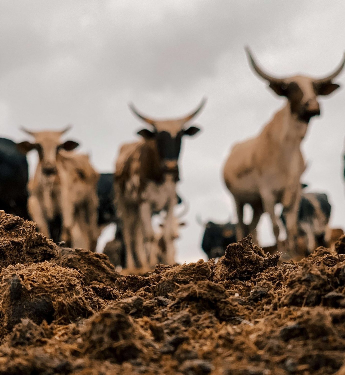 Publications – Fondation FARM