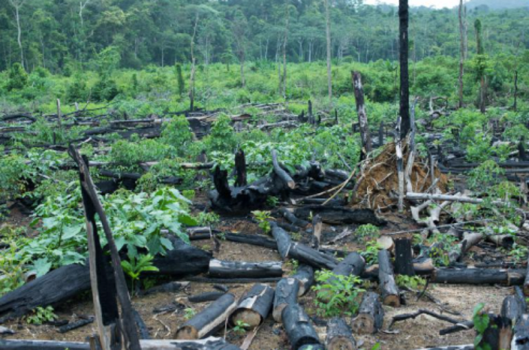 Jeunesse et biodiversité : l’agriculture guyanaise en plein renouveau ...